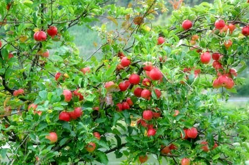 En la profundidad del Bosque: Manzanas